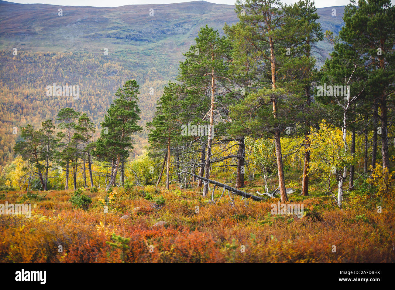 Schweden Stockholm Herbst Stockfotos und -bilder Kaufen - Alamy Schweden Stockholm Herbst Stockfotos und -bilder Kaufen - Alamy