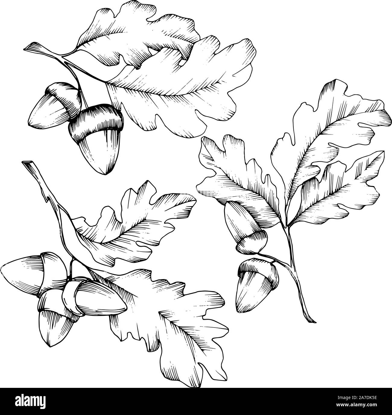 Eichenblatt zeichnung -Fotos und -Bildmaterial in hoher Auflösung – Alamy