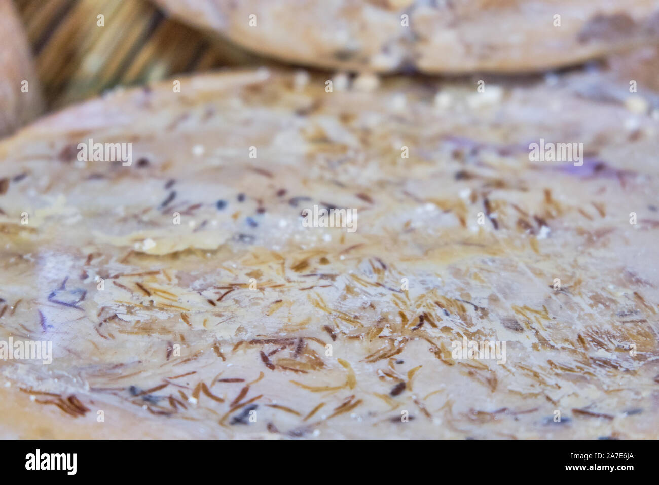 Piophila casei -Fotos und -Bildmaterial in hoher Auflösung – Alamy