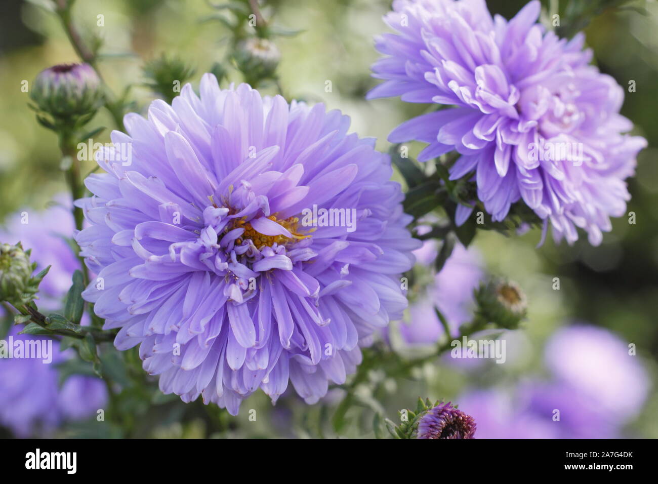 Aster novi belgii marie ballard -Fotos und -Bildmaterial in hoher ...