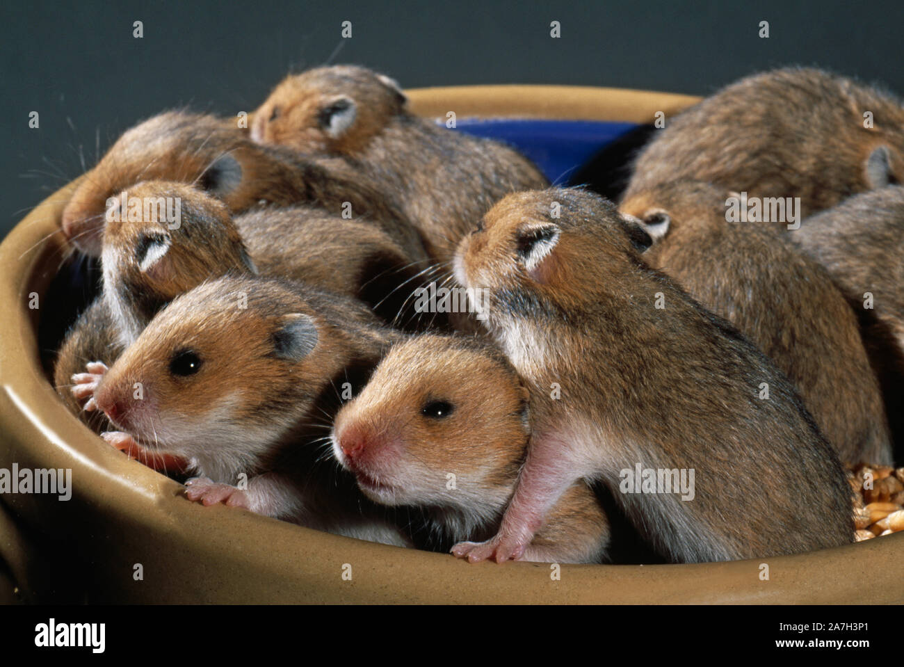 GOLDHAMSTER oder SYRISCHER Hamster jung (Mesocricetus auratus). Wurf ...
