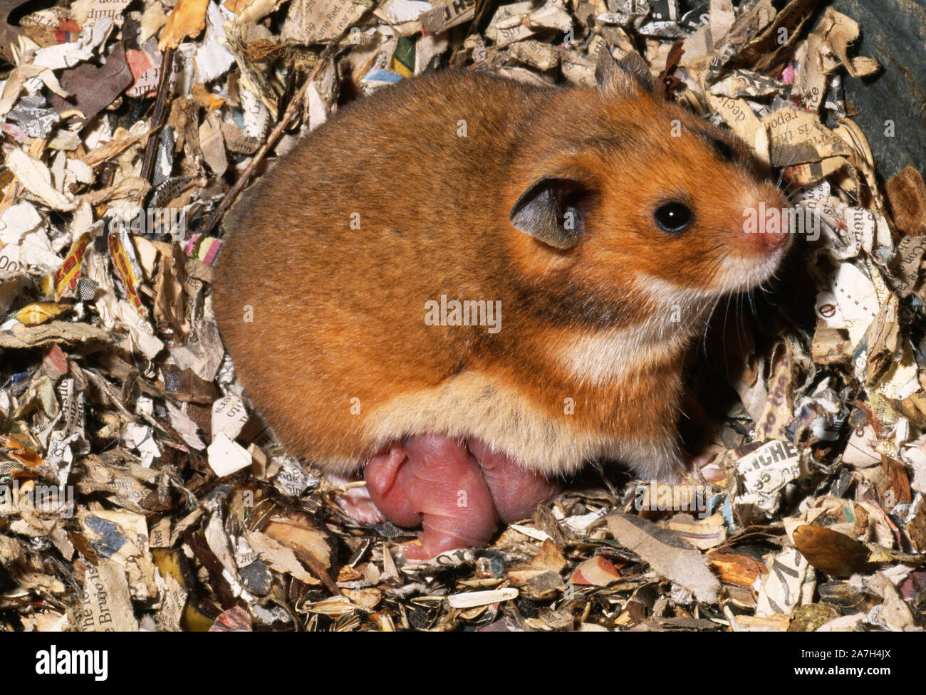 Golden hamster (mesocricetus auratus) -Fotos und -Bildmaterial in hoher ...