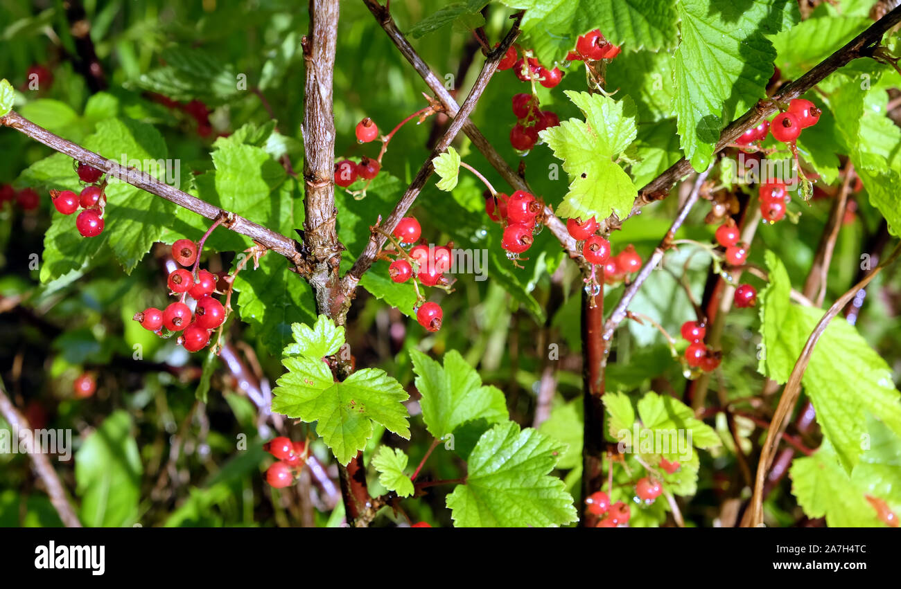 Nass reife rote Johannisbeere Beeren mit Wassertropfen nach Regen auf ...