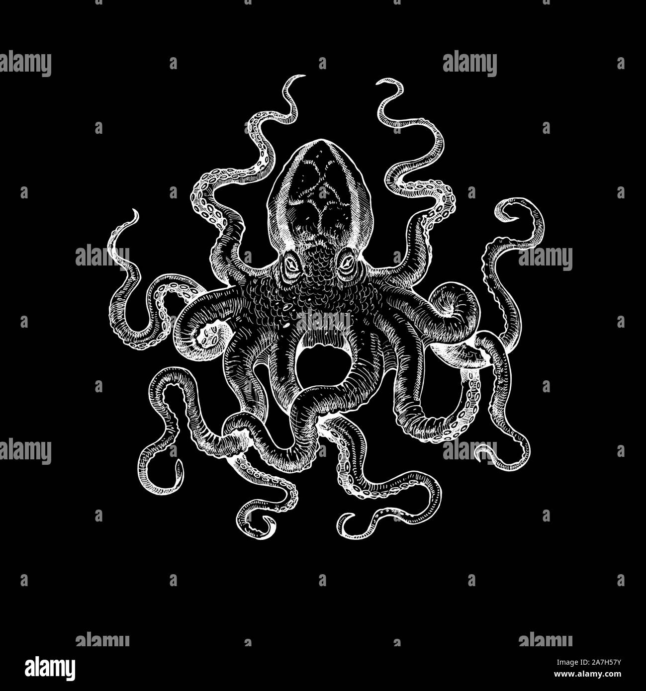 Gigantischer oktopus -Fotos und -Bildmaterial in hoher Auflösung – Alamy