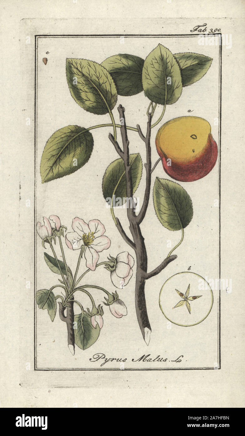 Pyrus malus botanische illustration -Fotos und -Bildmaterial in hoher ...