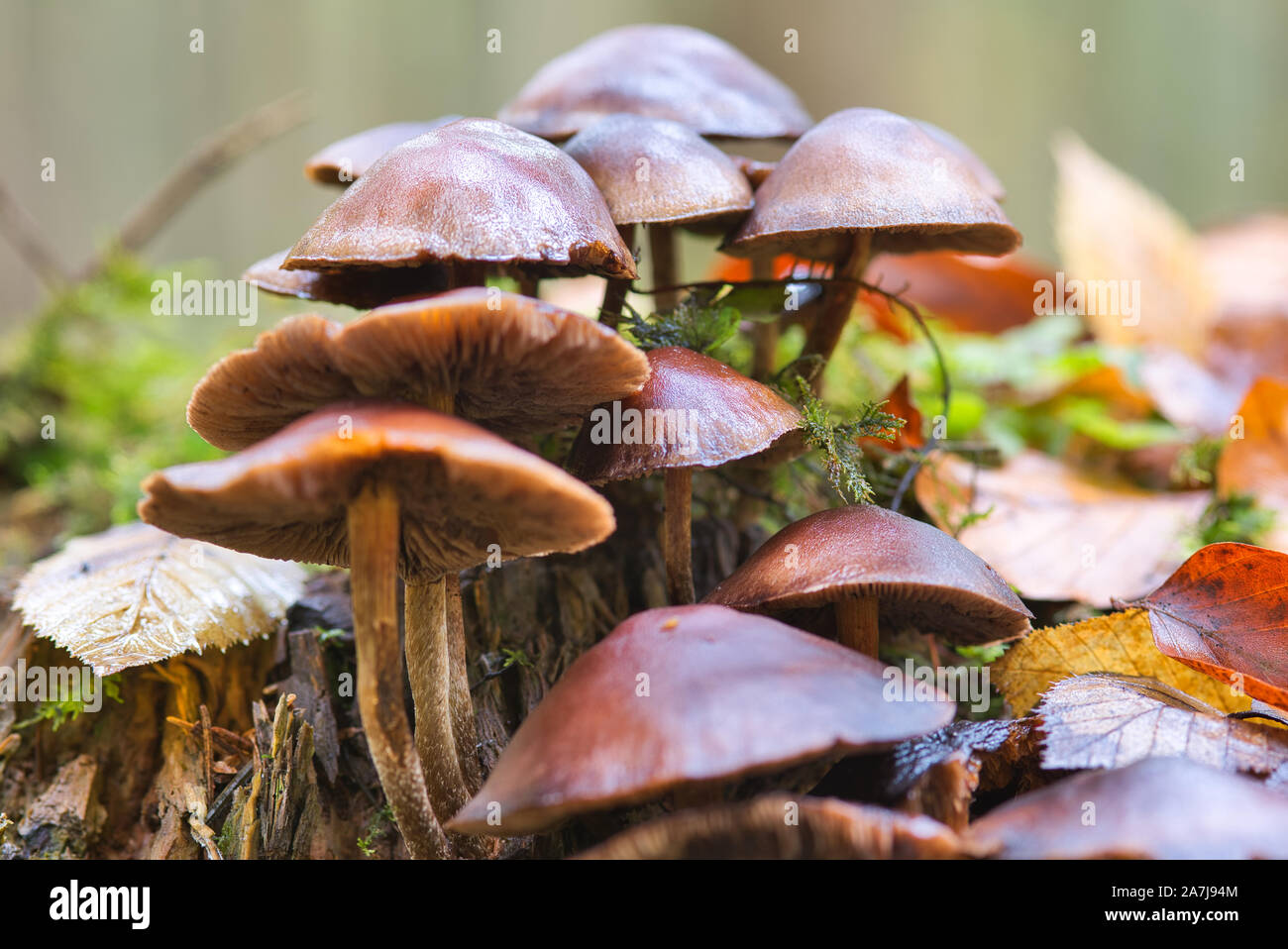 Wald Champignon Stockfotos und -bilder Kaufen - Alamy