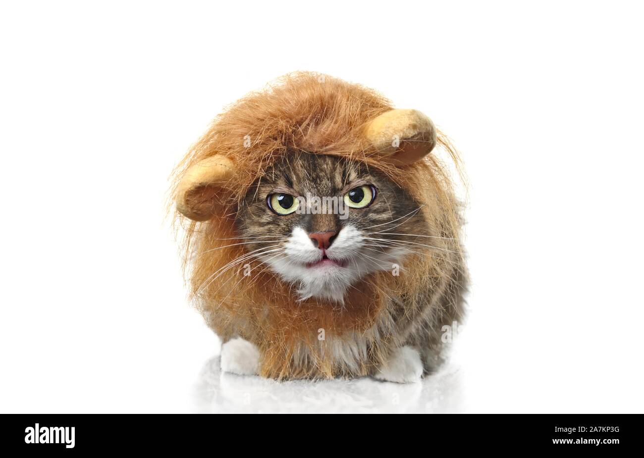 Katze verkleidet -Fotos und -Bildmaterial in hoher Auflösung – Alamy