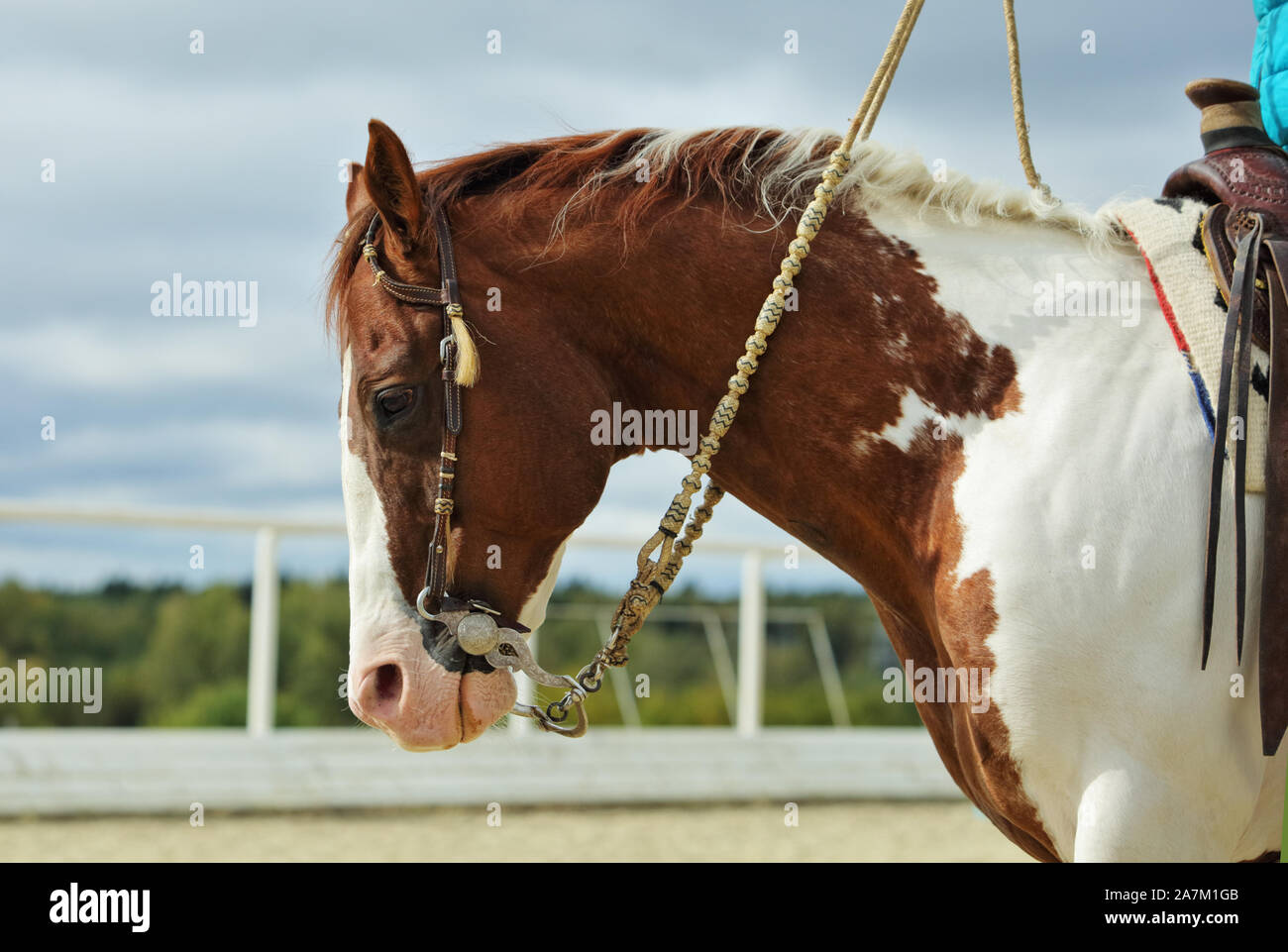 Malte cowboy Horse Portrait, Hengst mit Western Zaum Stockfotografie ...