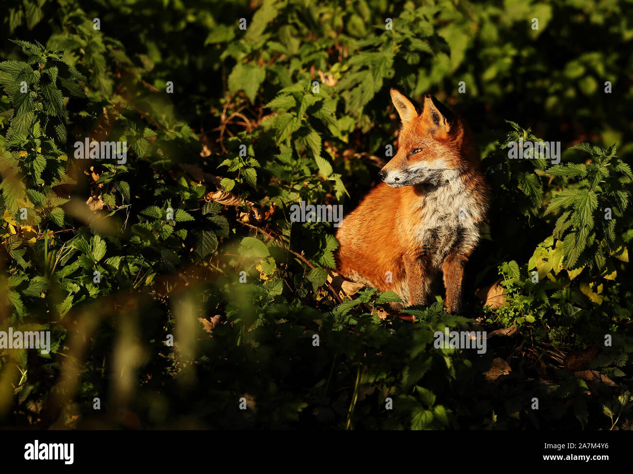 Fuchs sitzt -Fotos und -Bildmaterial in hoher Auflösung – Alamy