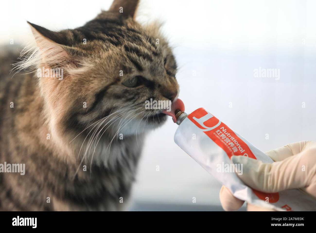 Cloning of animals china sinogene -Fotos und -Bildmaterial in hoher ...
