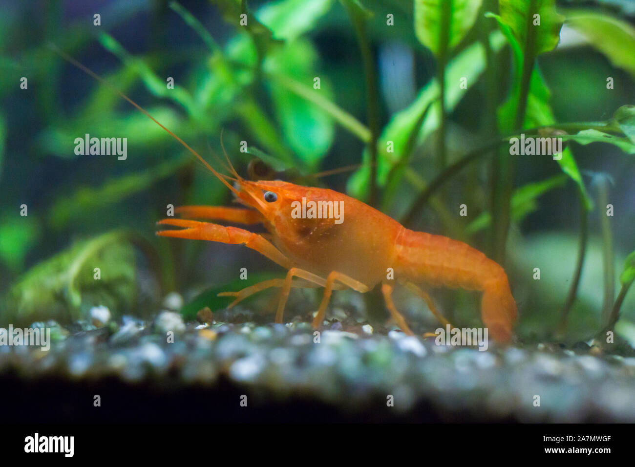 Fisch krebse und krabben -Fotos und -Bildmaterial in hoher Auflösung ...