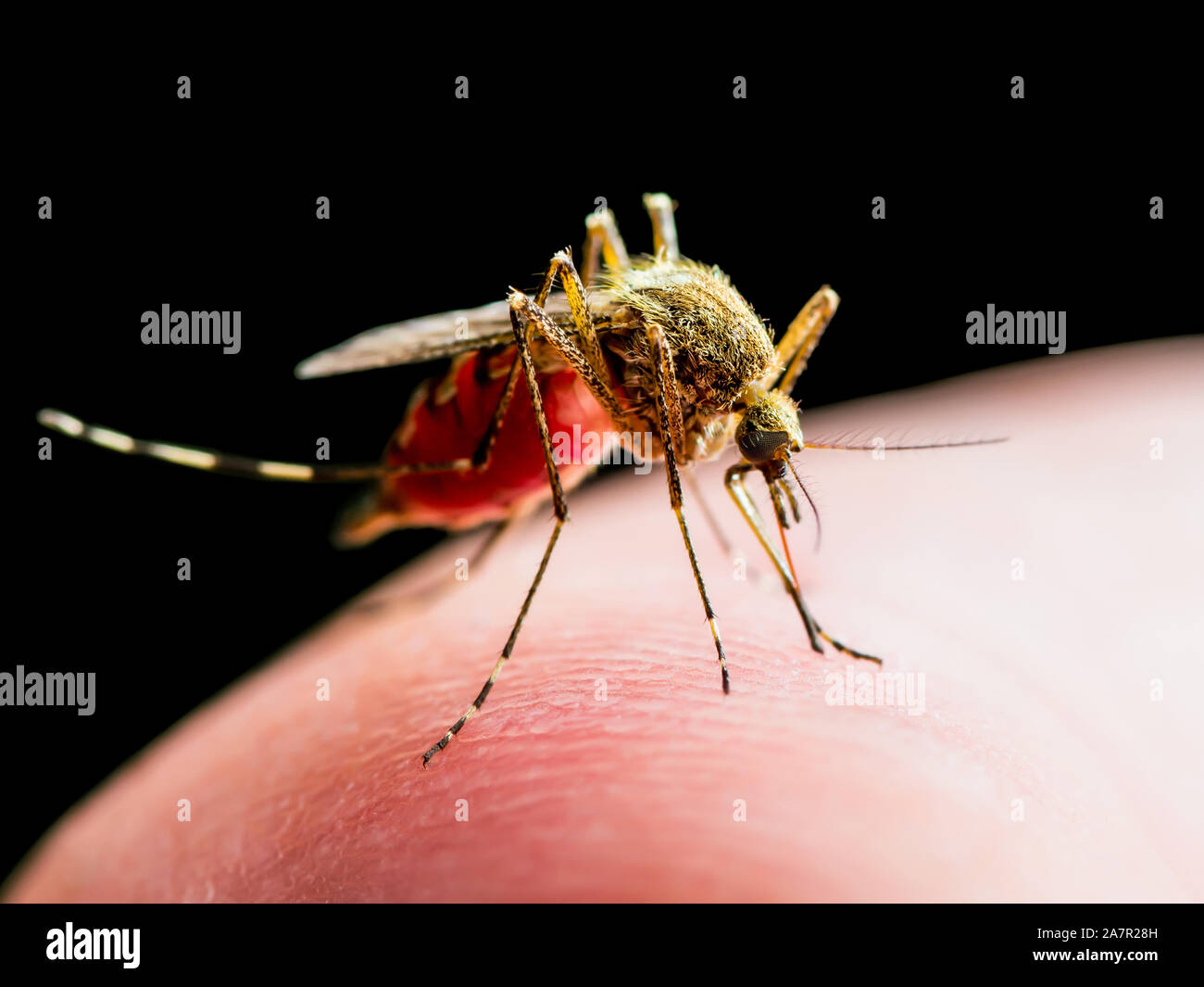 Enzephalitis, Gelbfieber, Malaria, Krankheit oder Zika Virus infiziert ...