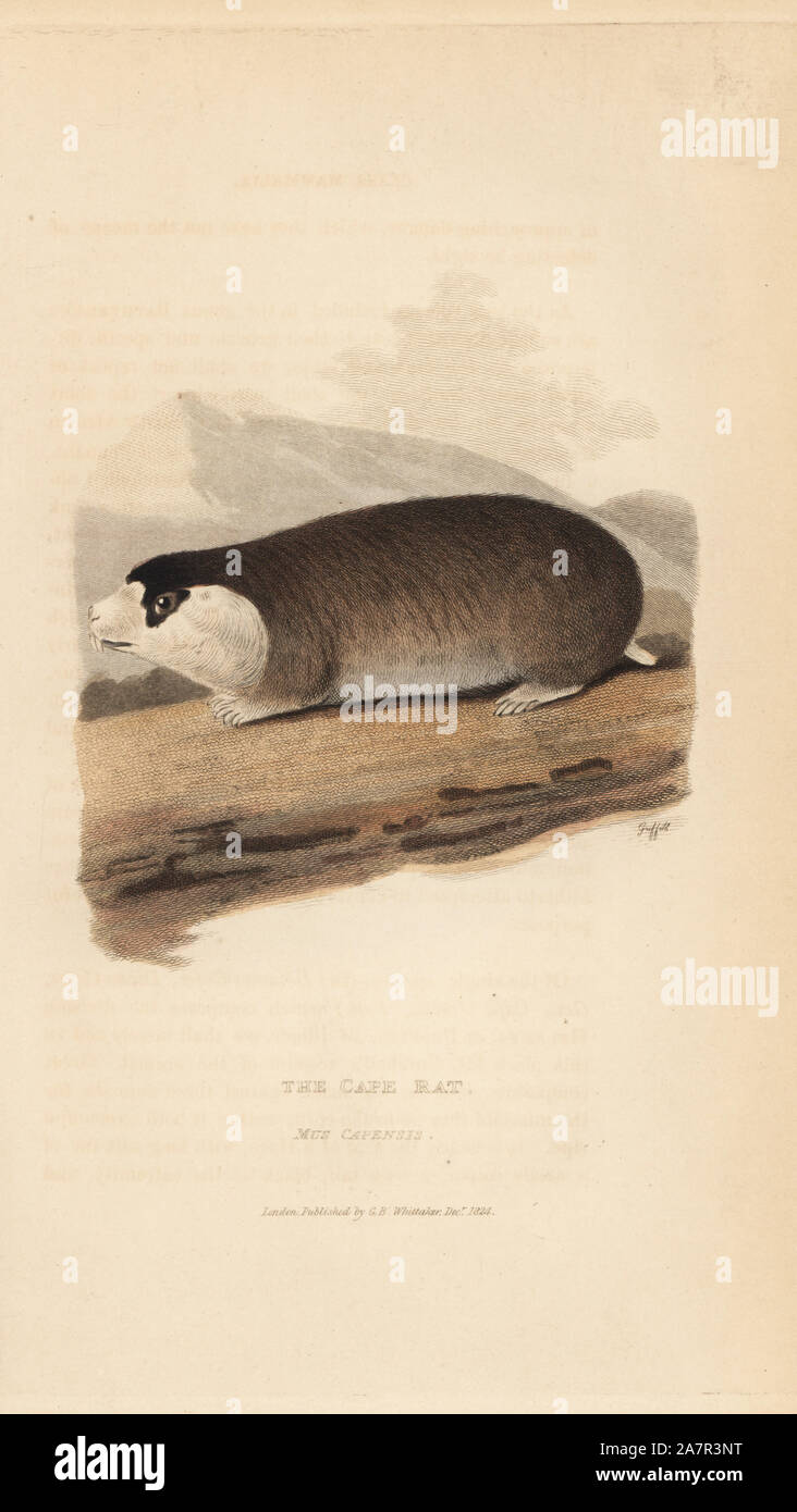 Cape cuvier -Fotos und -Bildmaterial in hoher Auflösung – Alamy