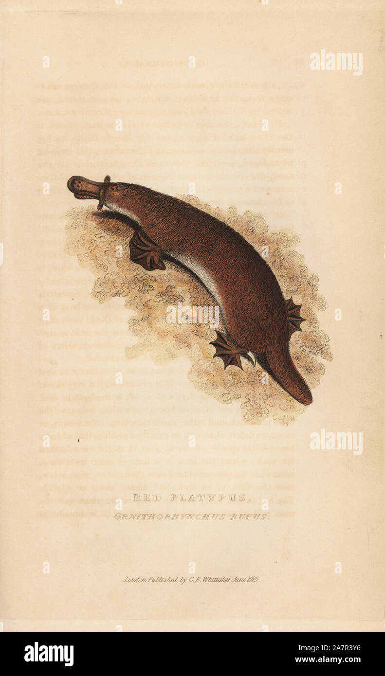 Platypus, Ornithorhynchus anatinus (Rot Platypus, Ornithorhynchus rufus ...