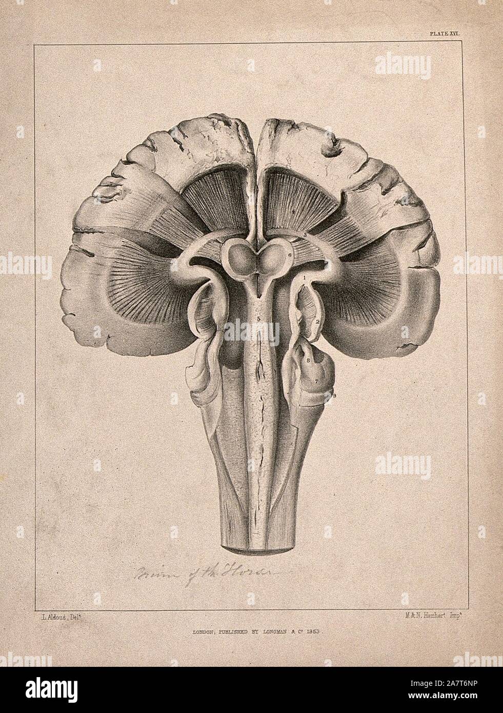 Horse anatomy drawing -Fotos und -Bildmaterial in hoher Auflösung – Alamy