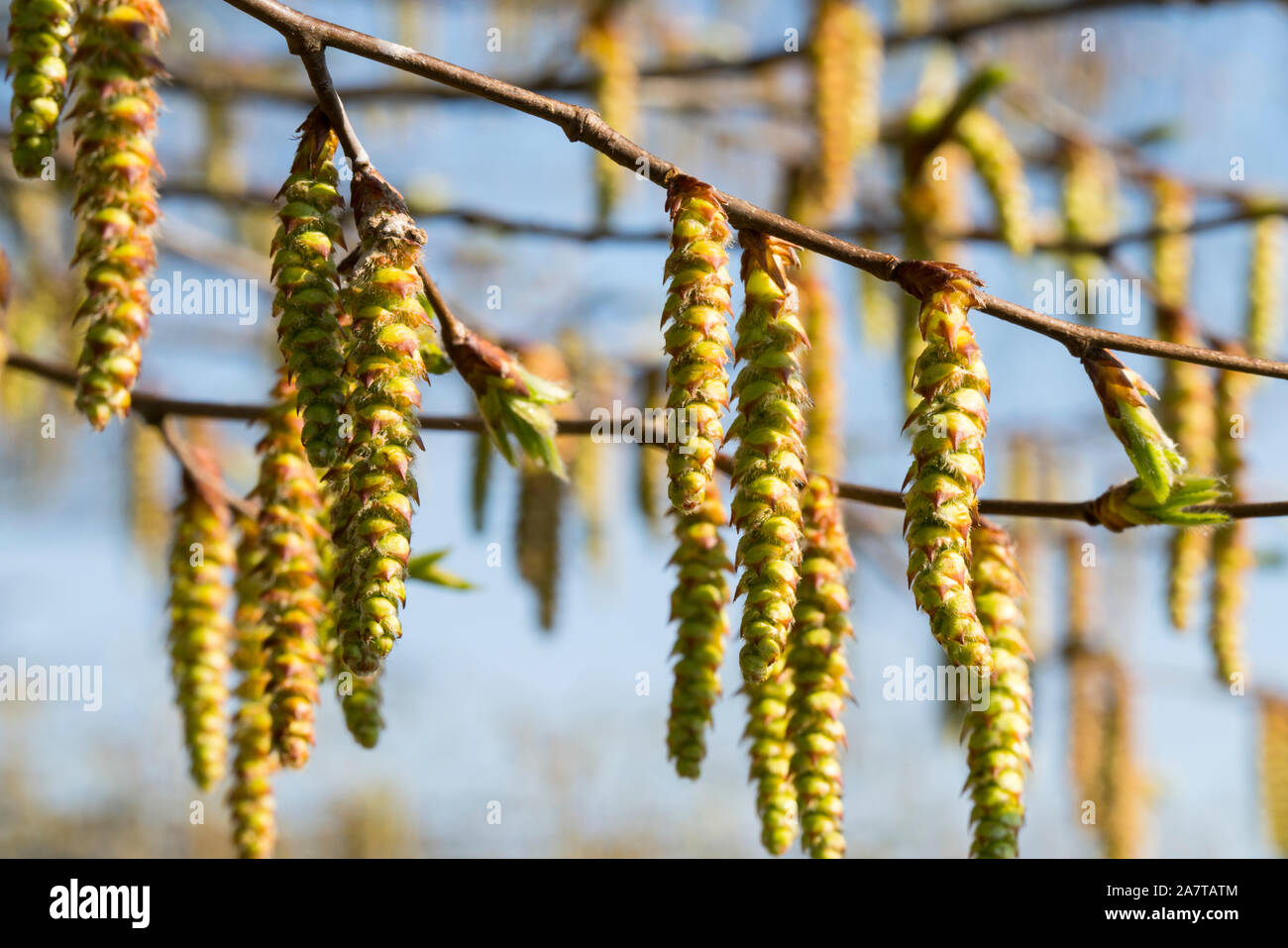 Erle oder erle -Fotos und -Bildmaterial in hoher Auflösung – Alamy
