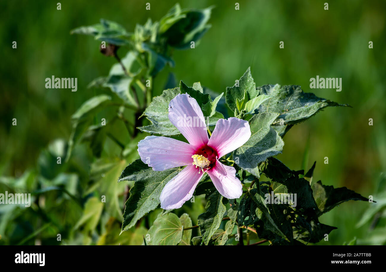 Wild flower hibiscus -Fotos und -Bildmaterial in hoher Auflösung – Alamy