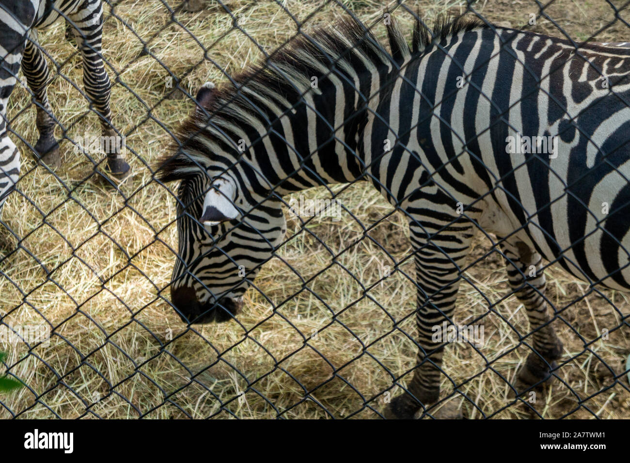 Wildes zebra essen -Fotos und -Bildmaterial in hoher Auflösung – Alamy