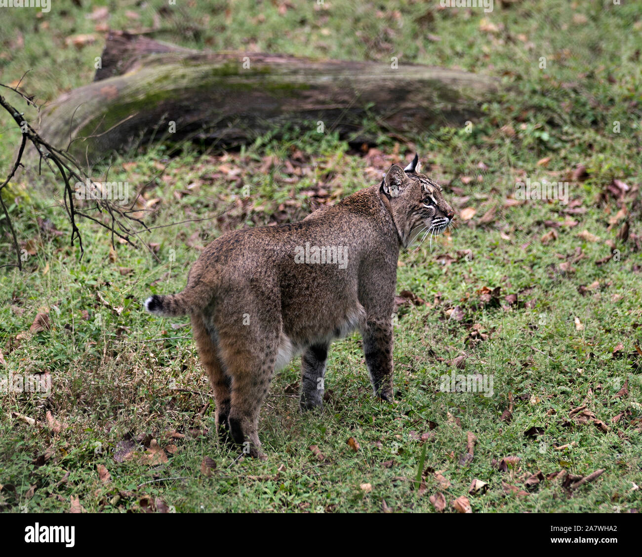 Augen und Nase Stockfotos und -bilder Kaufen - Alamy