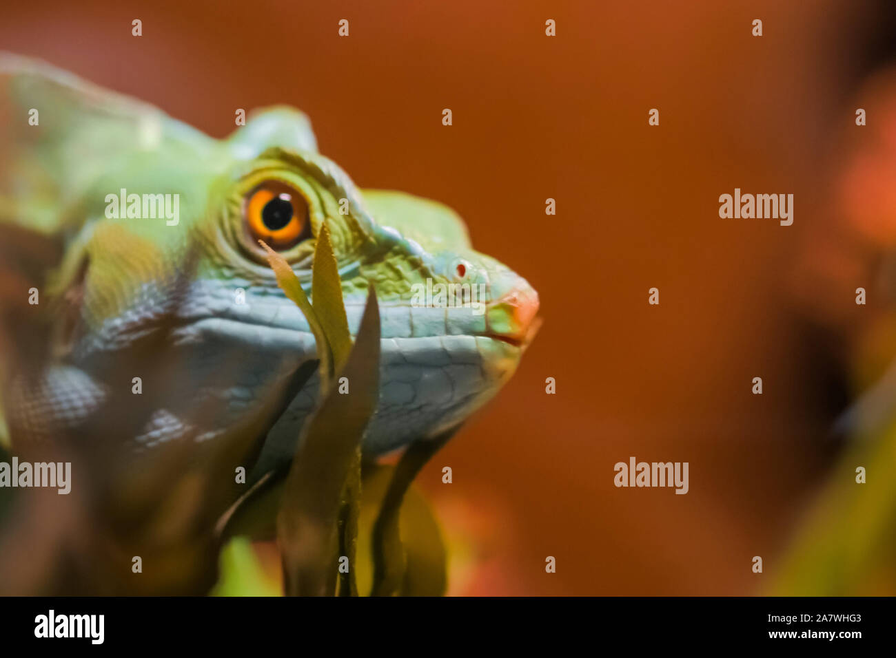 Gecko Eidechse Stockfotos und -bilder Kaufen - Alamy