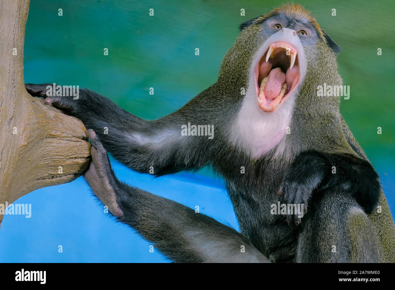 Brazzas affe -Fotos und -Bildmaterial in hoher Auflösung – Alamy