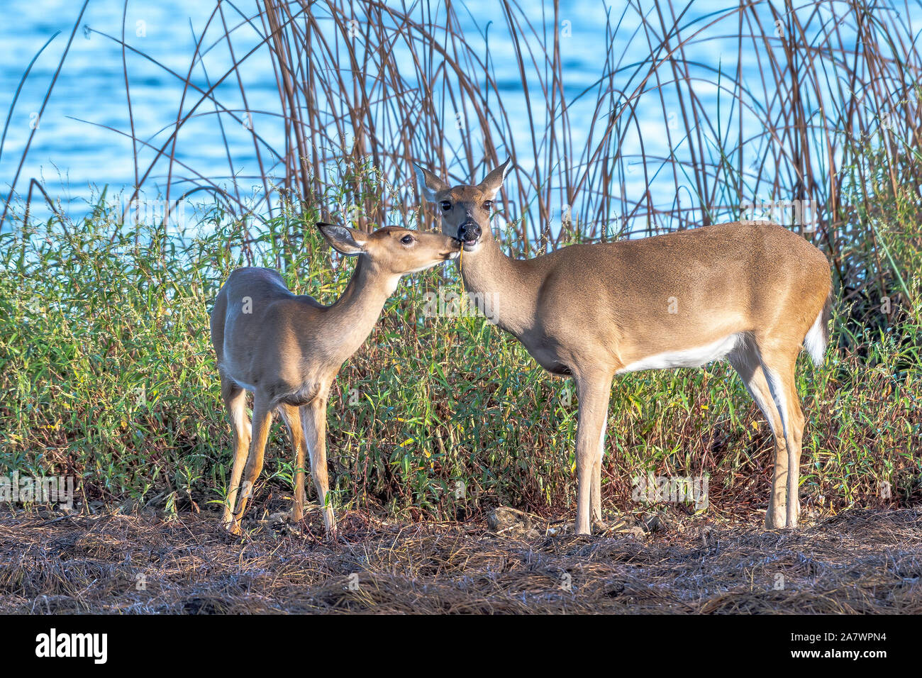 Hirsch florida -Fotos und -Bildmaterial in hoher Auflösung – Alamy