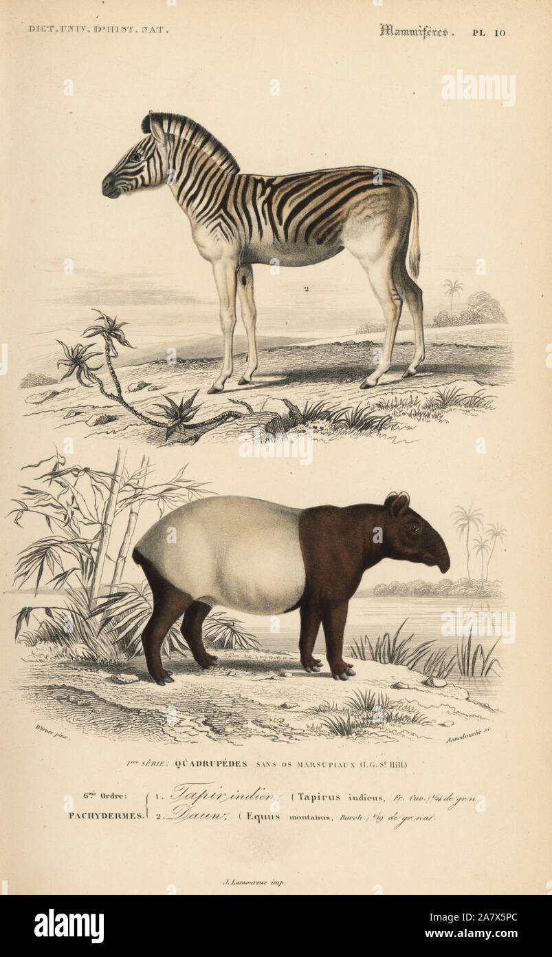 Malayischer tapir tapirus indicus -Fotos und -Bildmaterial in hoher ...