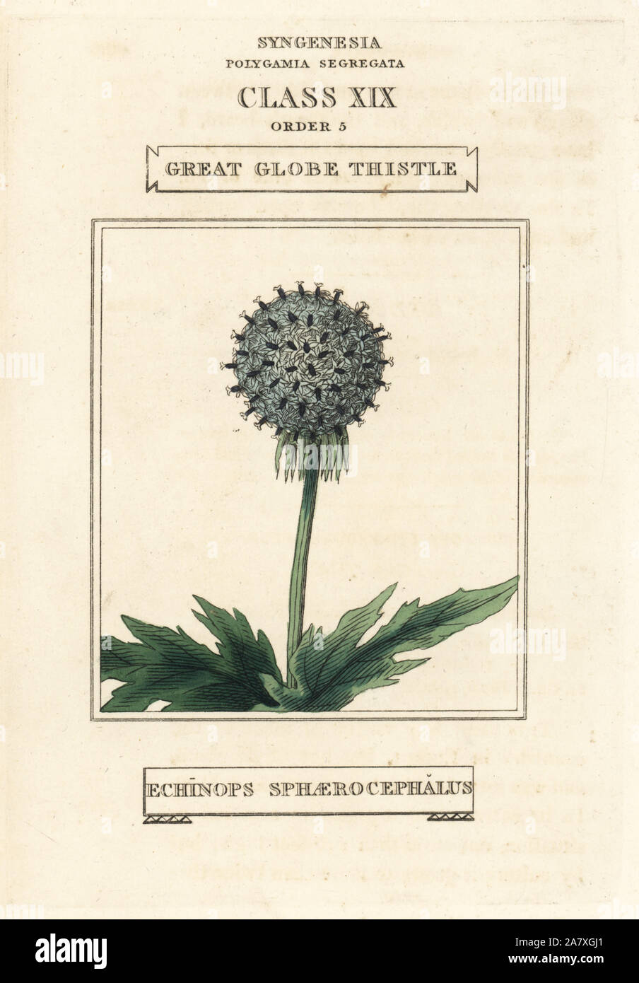 Kugeldistel botanische illustration -Fotos und -Bildmaterial in hoher ...