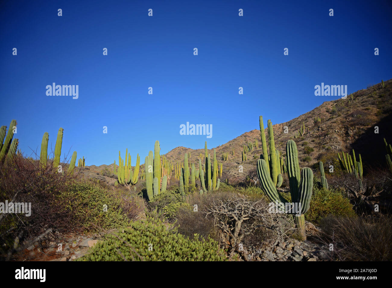 Isla catalina -Fotos und -Bildmaterial in hoher Auflösung – Alamy