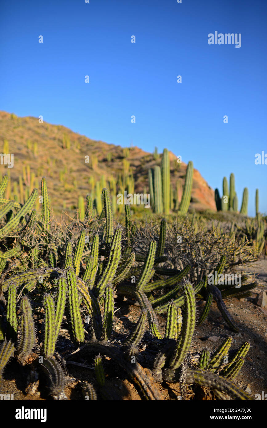 Endemisch zu isla santa catalina -Fotos und -Bildmaterial in hoher Auflösung – Alamy