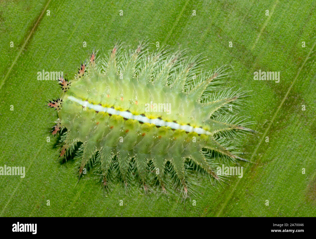 Grune Raupe Stachel