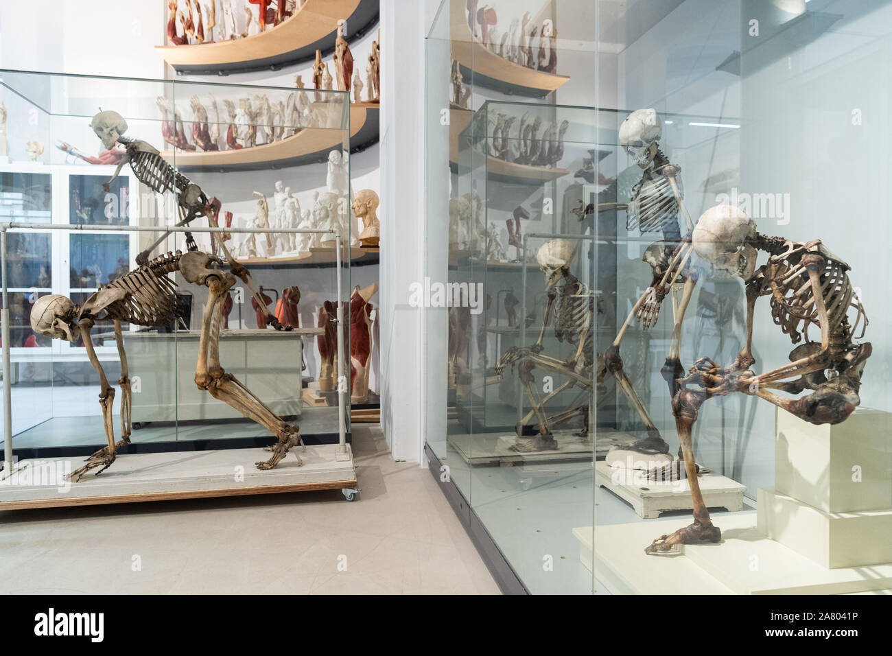 Anatomical wax models -Fotos und -Bildmaterial in hoher Auflösung – Alamy