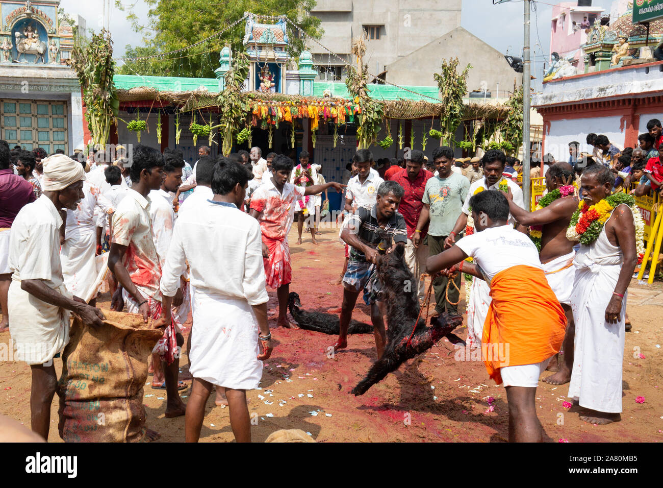 Puthur kulumai amman kutti kudi tiruvizha -Fotos und -Bildmaterial in ...