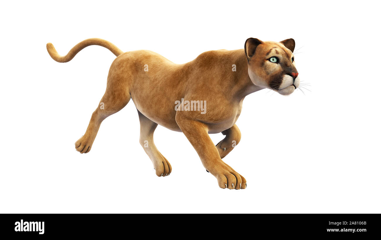 Puma katze tier -Fotos und -Bildmaterial in hoher Auflösung – Alamy