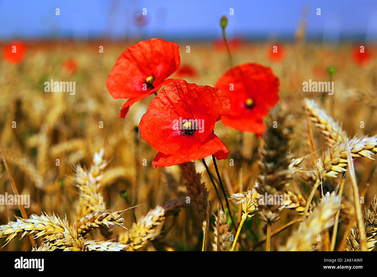 Andrew mohn -Fotos und -Bildmaterial in hoher Auflösung – Alamy
