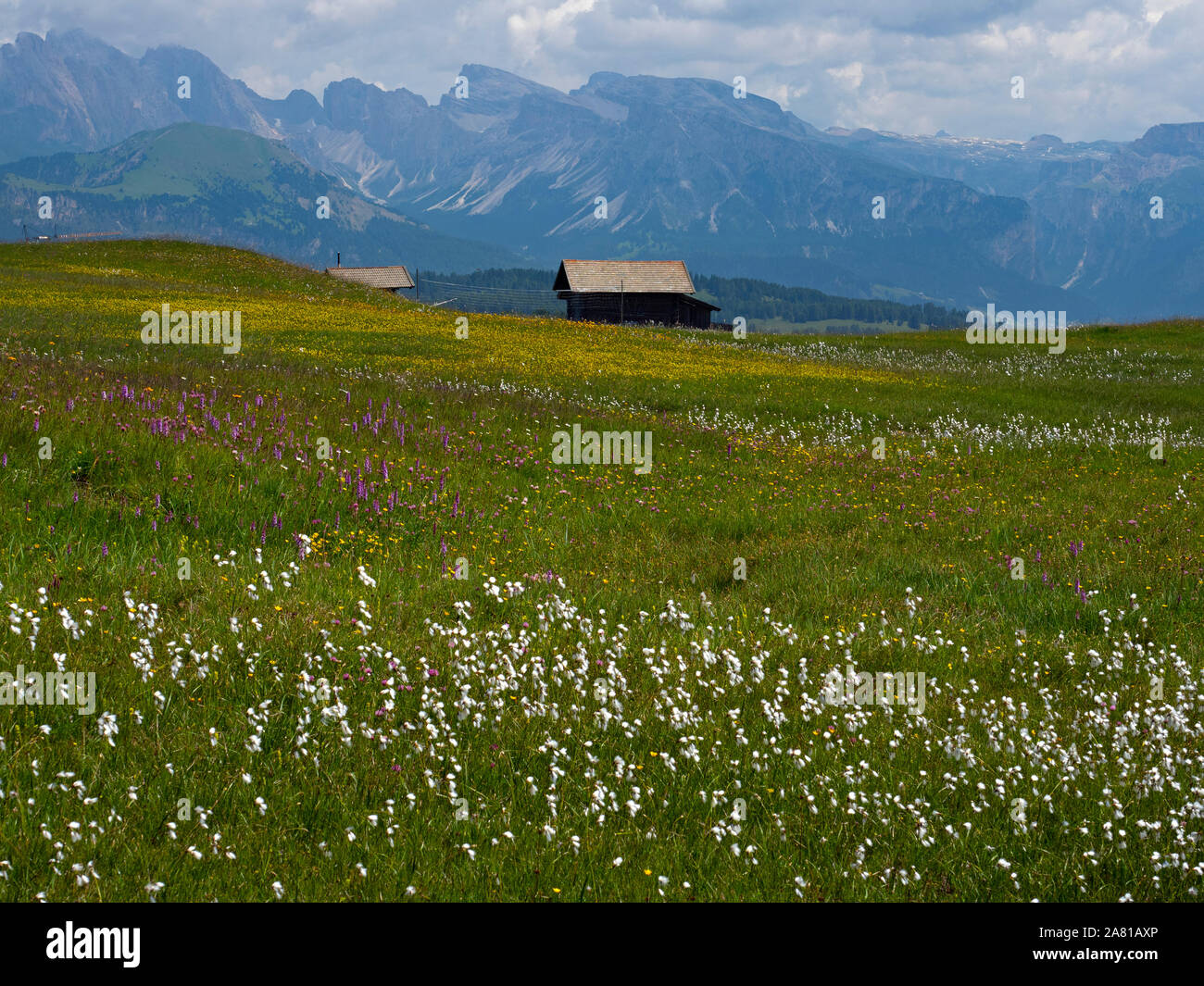 Seiser Alm Dolomiten Plateau grösste alpine Wiese in Europa Berge von ...