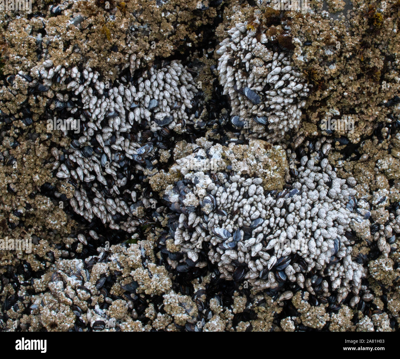 Turtle barnacle -Fotos und -Bildmaterial in hoher Auflösung – Alamy