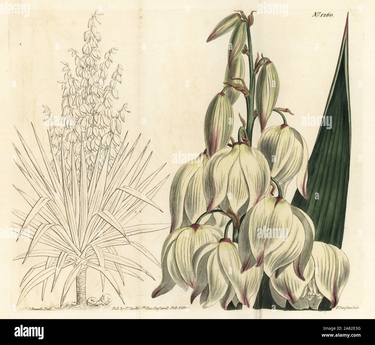 Spanischer dolch yucca gloriosa -Fotos und -Bildmaterial in hoher ...