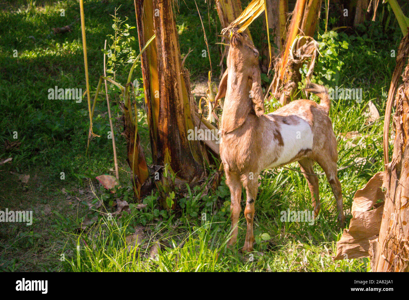 Ziege, die baum isst -Fotos und -Bildmaterial in hoher Auflösung – Alamy