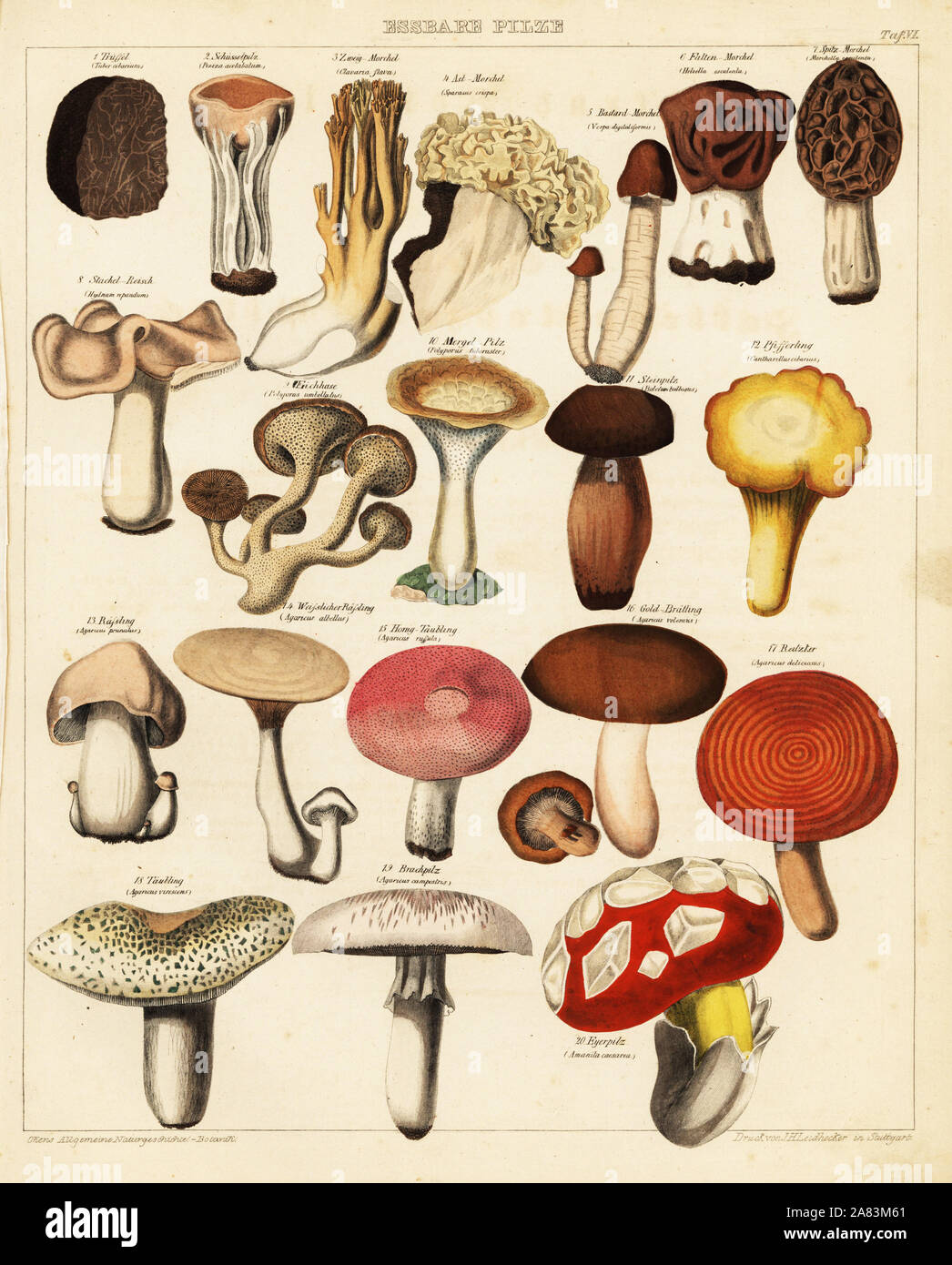 Essbare Pilze und Pilze Sorten. Wie Trüffel, sickener, Weinen milkcap ...