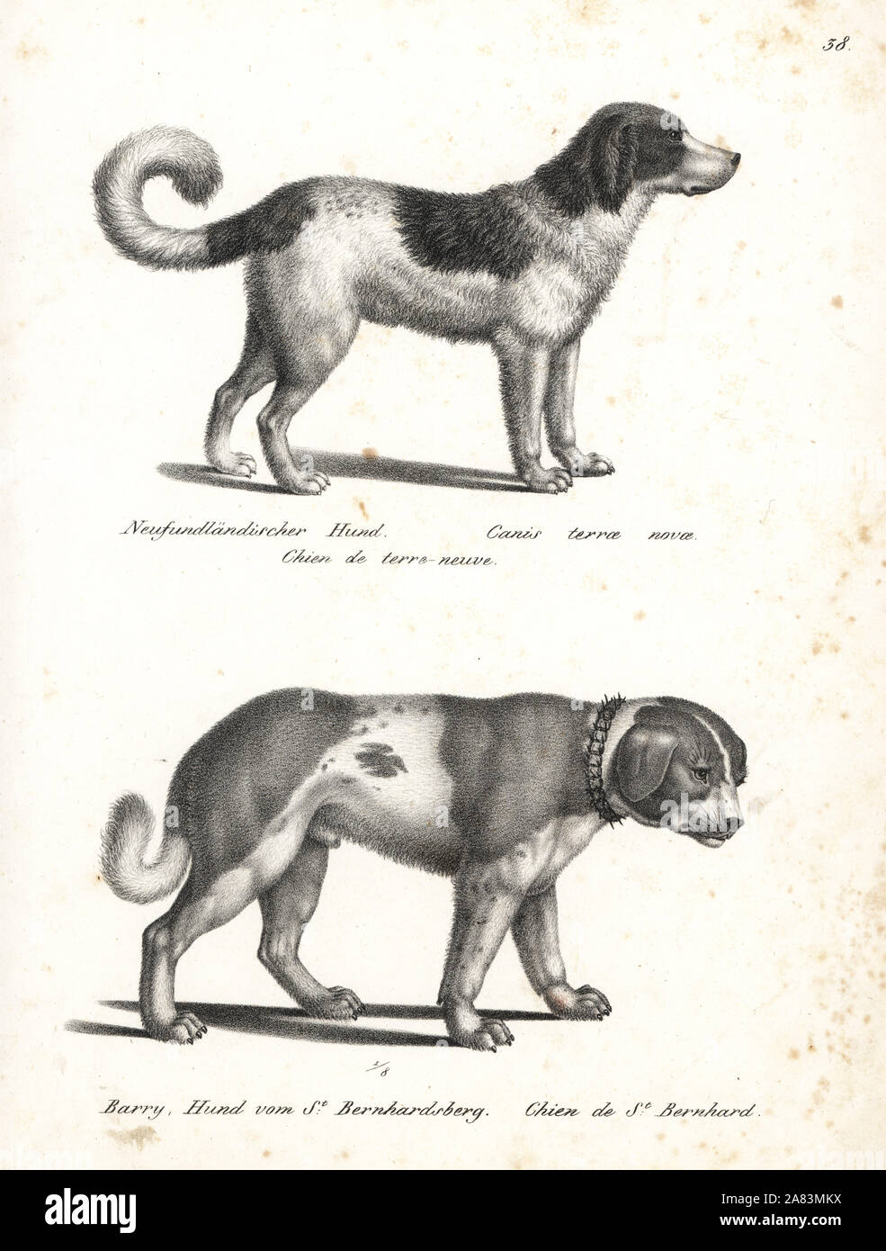 Hund Illustriert Stockfotos und -bilder Kaufen - Alamy