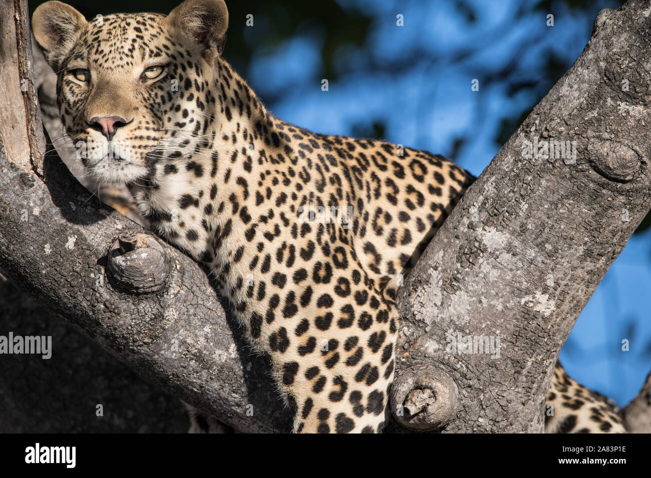 Leopard im baum -Fotos und -Bildmaterial in hoher Auflösung – Alamy