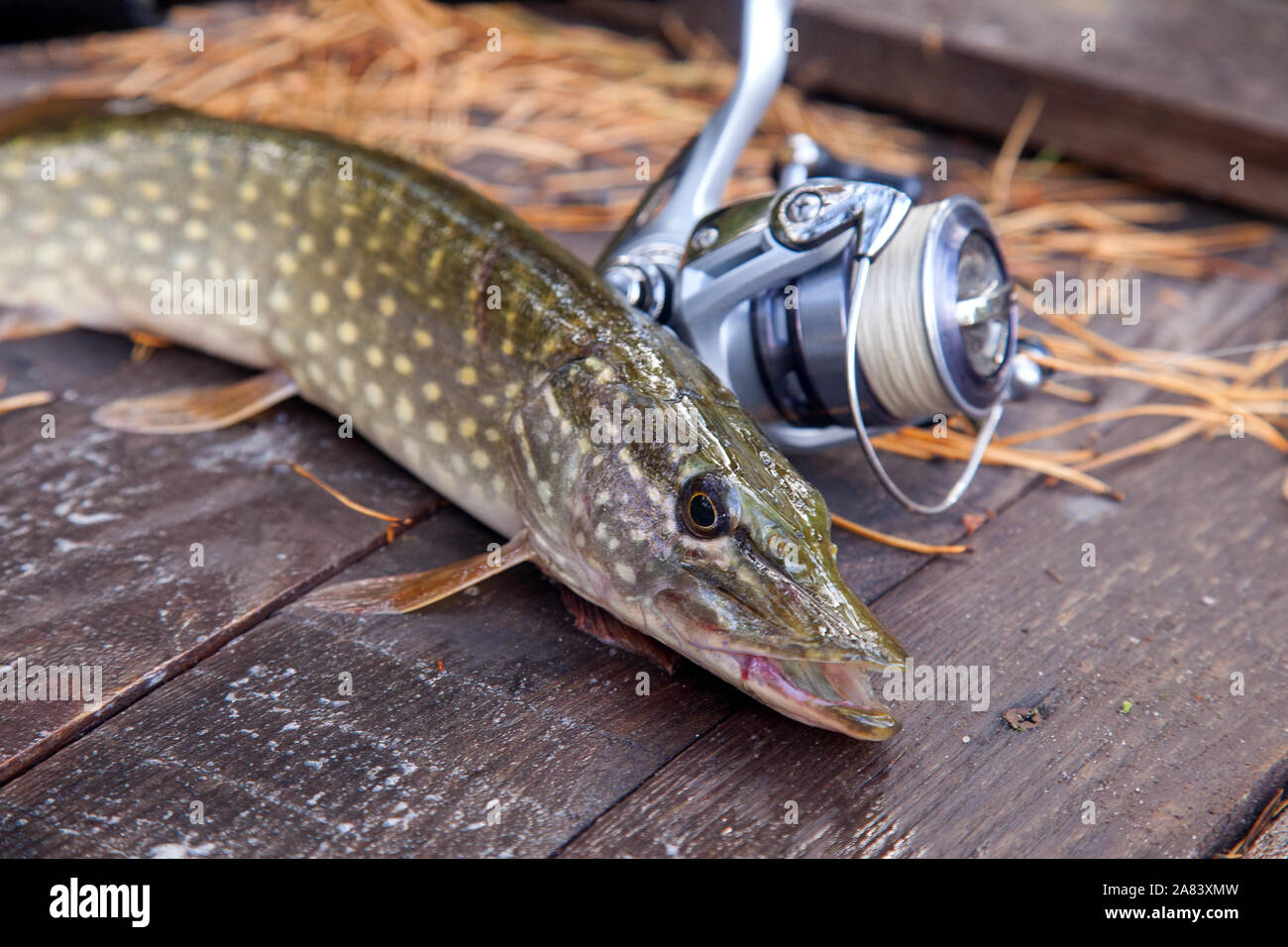Süßwasser Hecht Fische kennen als Esox lucius und Angelrute mit Haspel ...