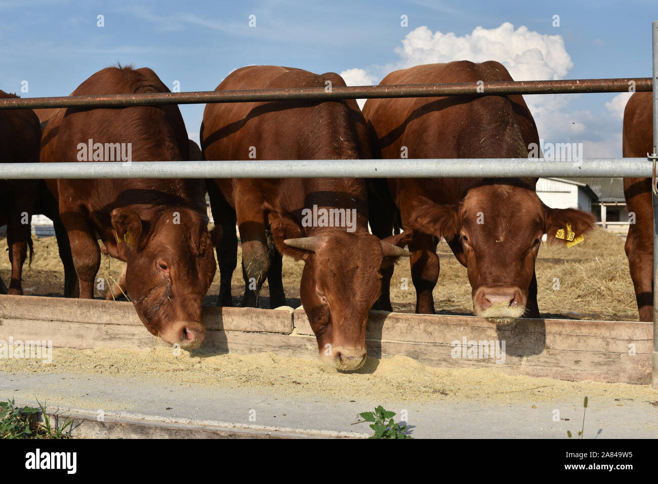 Young limousin beef cattle in -Fotos und -Bildmaterial in hoher ...