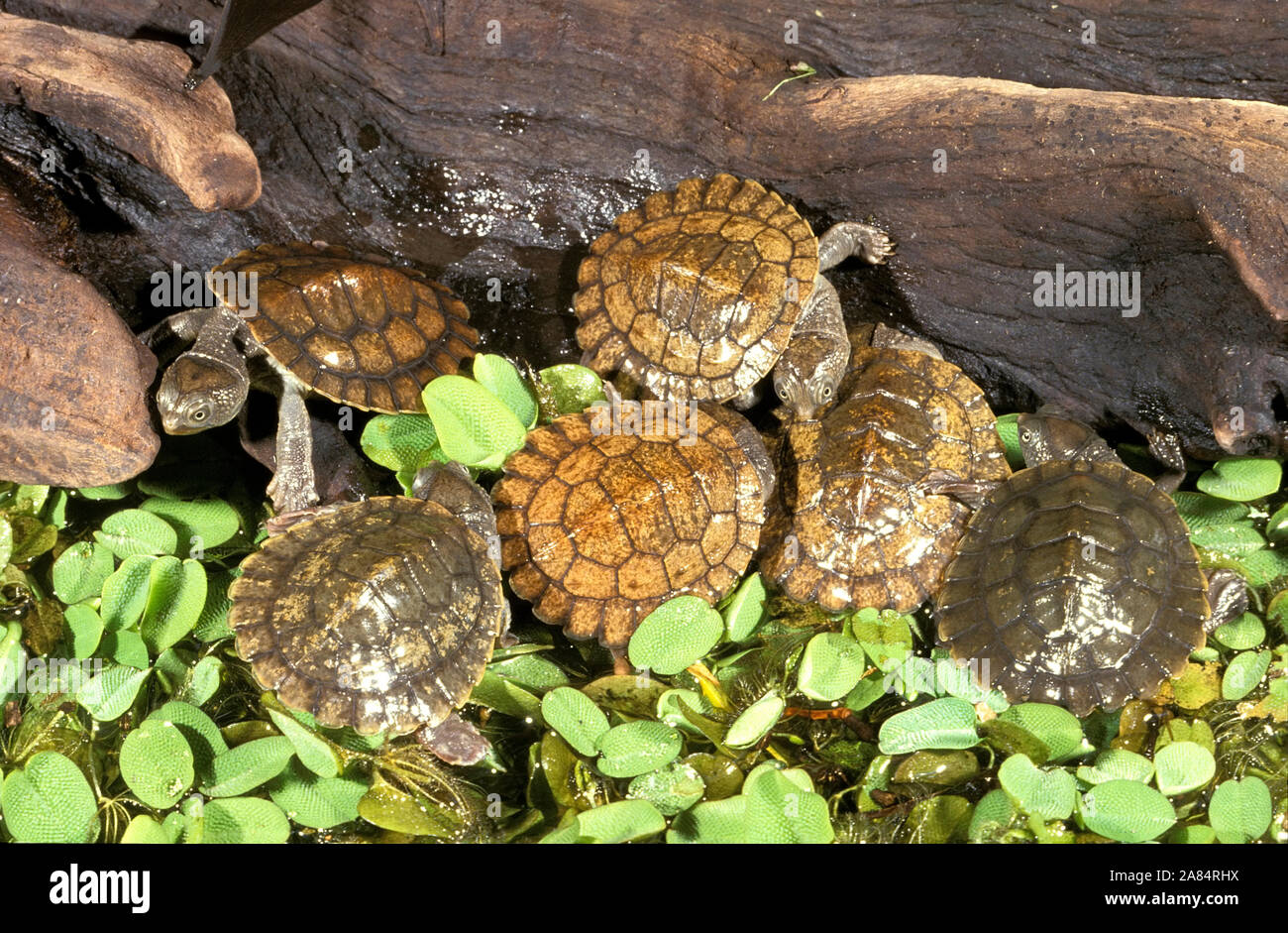 Mary river turtle -Fotos und -Bildmaterial in hoher Auflösung – Alamy