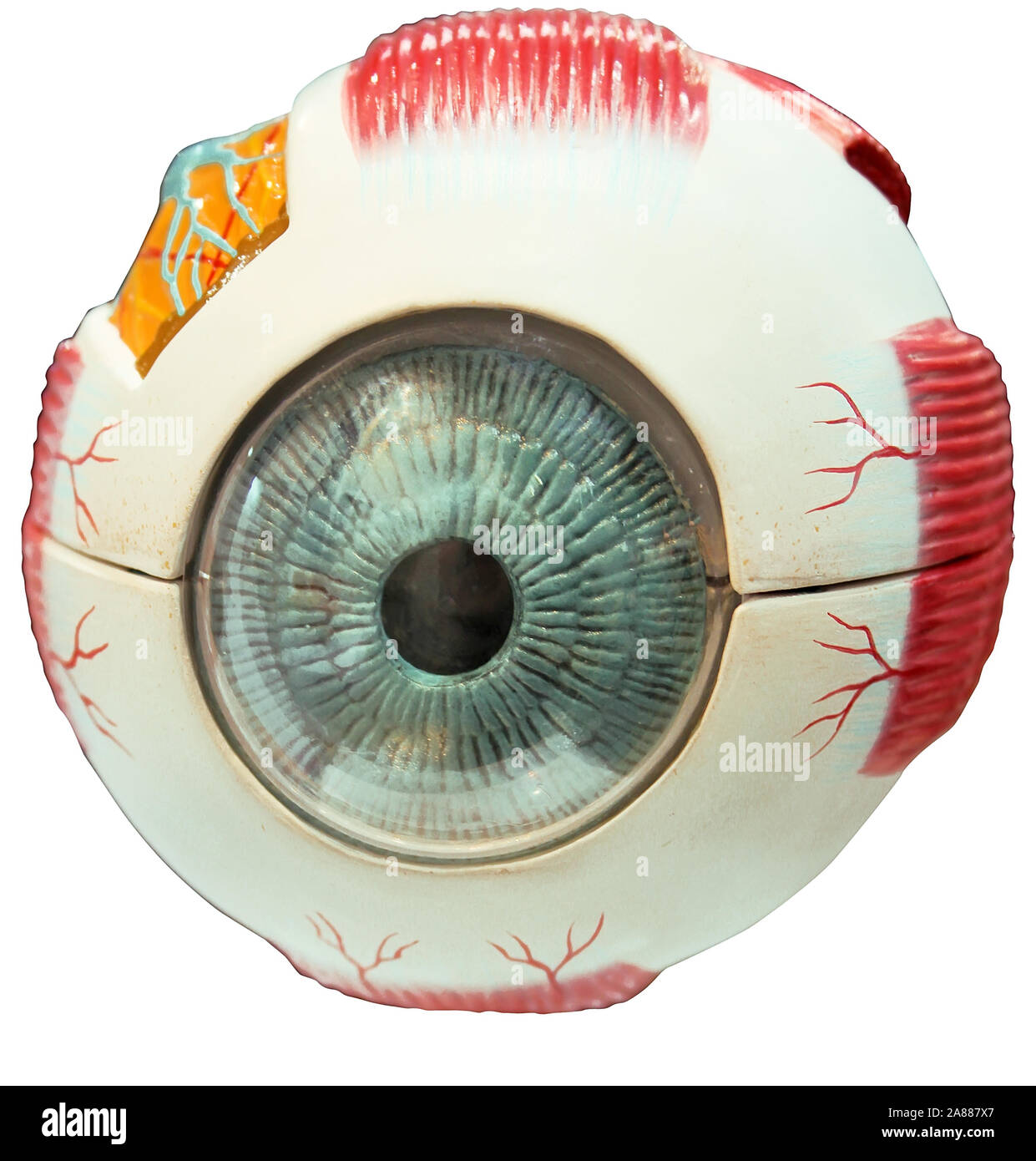 Schule der anatomie Ausgeschnittene Stockfotos und -bilder - Alamy