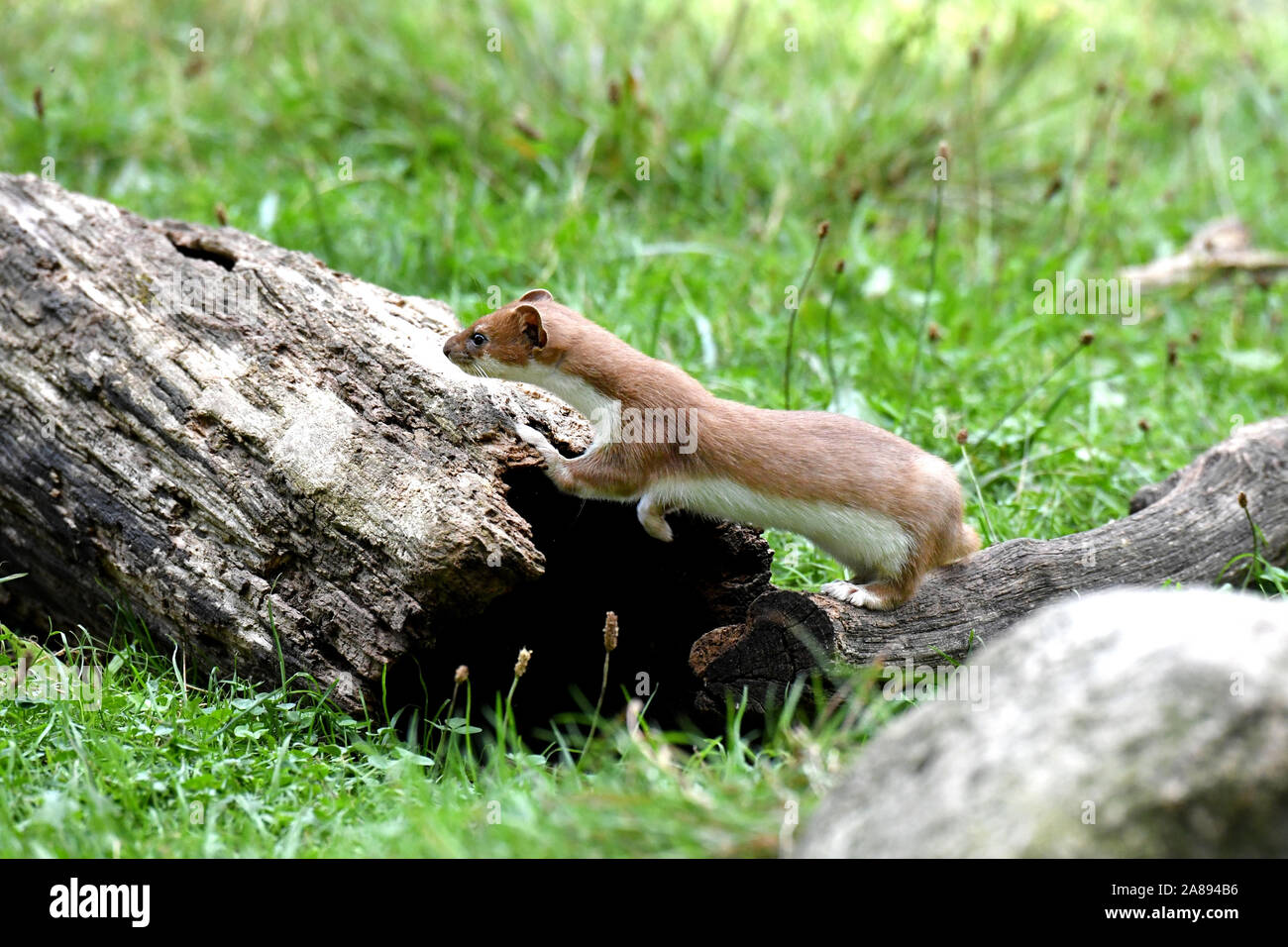 Grosses wiesel -Fotos und -Bildmaterial in hoher Auflösung – Alamy