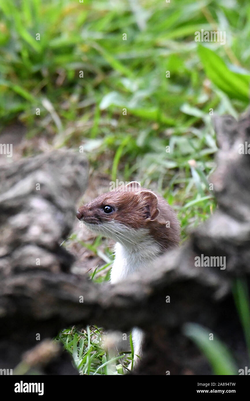 Grosses wiesel -Fotos und -Bildmaterial in hoher Auflösung – Alamy