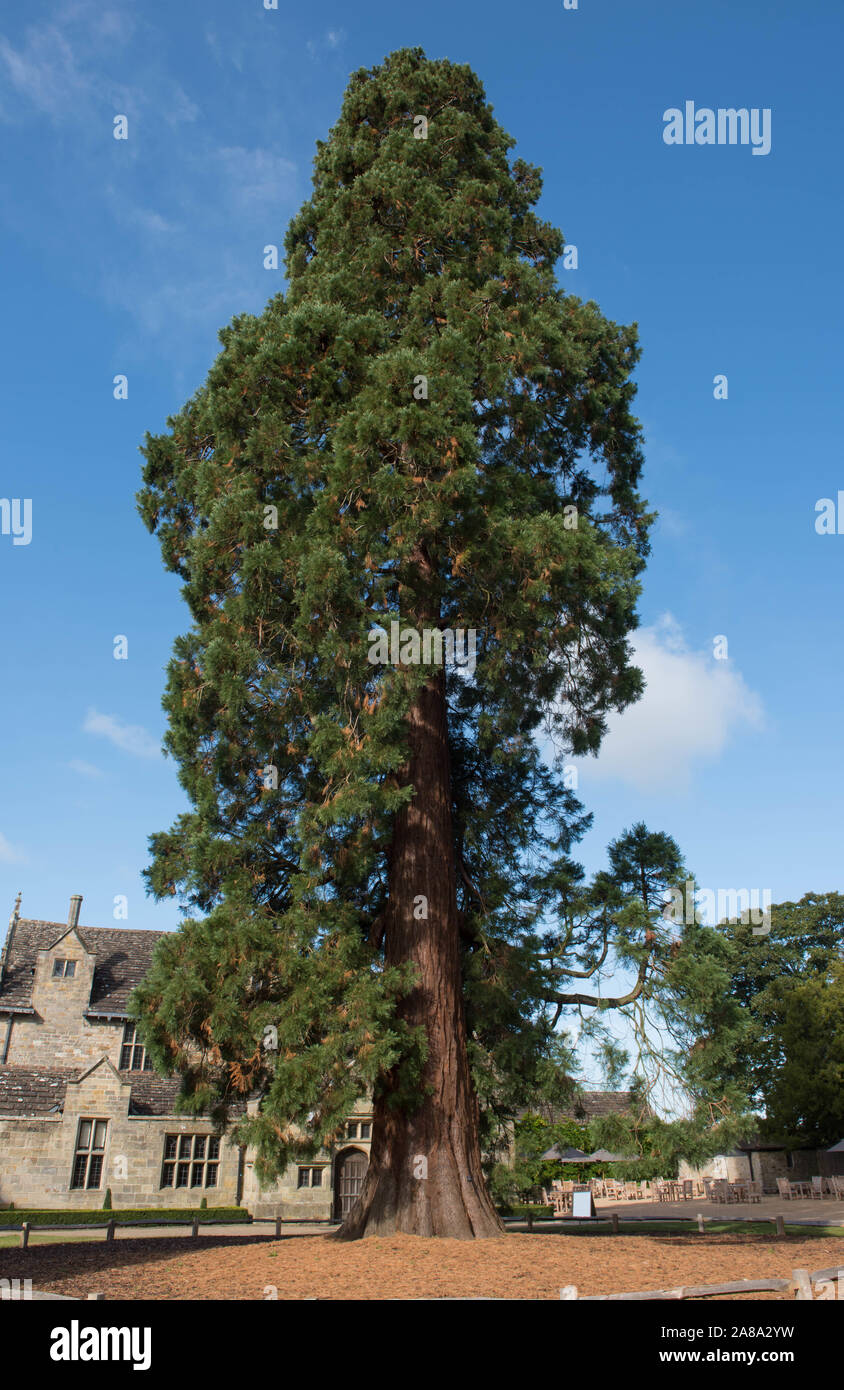Giant Sequoia, Giant Redwood, Sierra Redwood, Wellingtonia, Big Tree ...