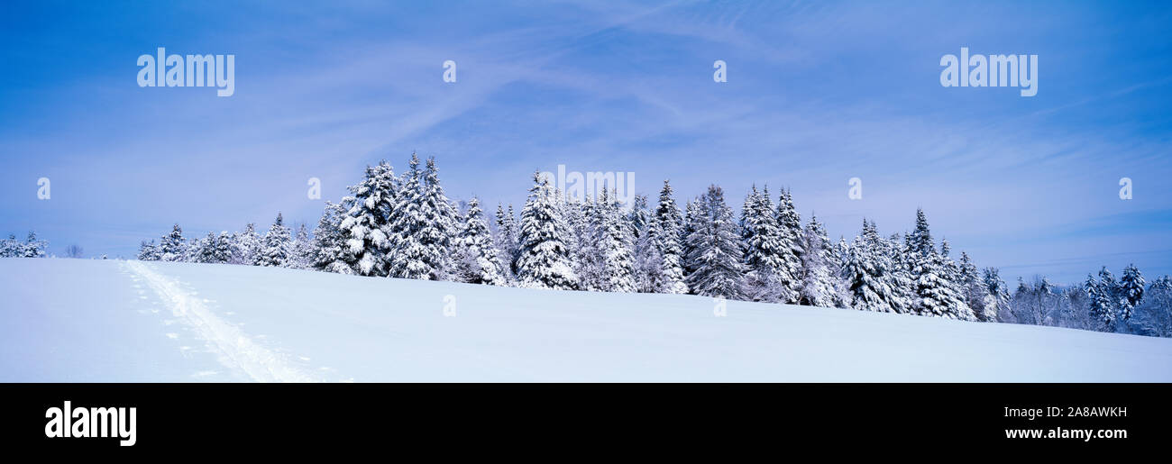 Nadelwald winter -Fotos und -Bildmaterial in hoher Auflösung – Alamy